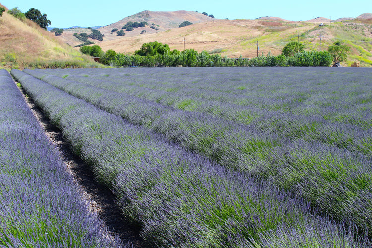 Lavender Wholesale – Lavender Fields Forever LLC