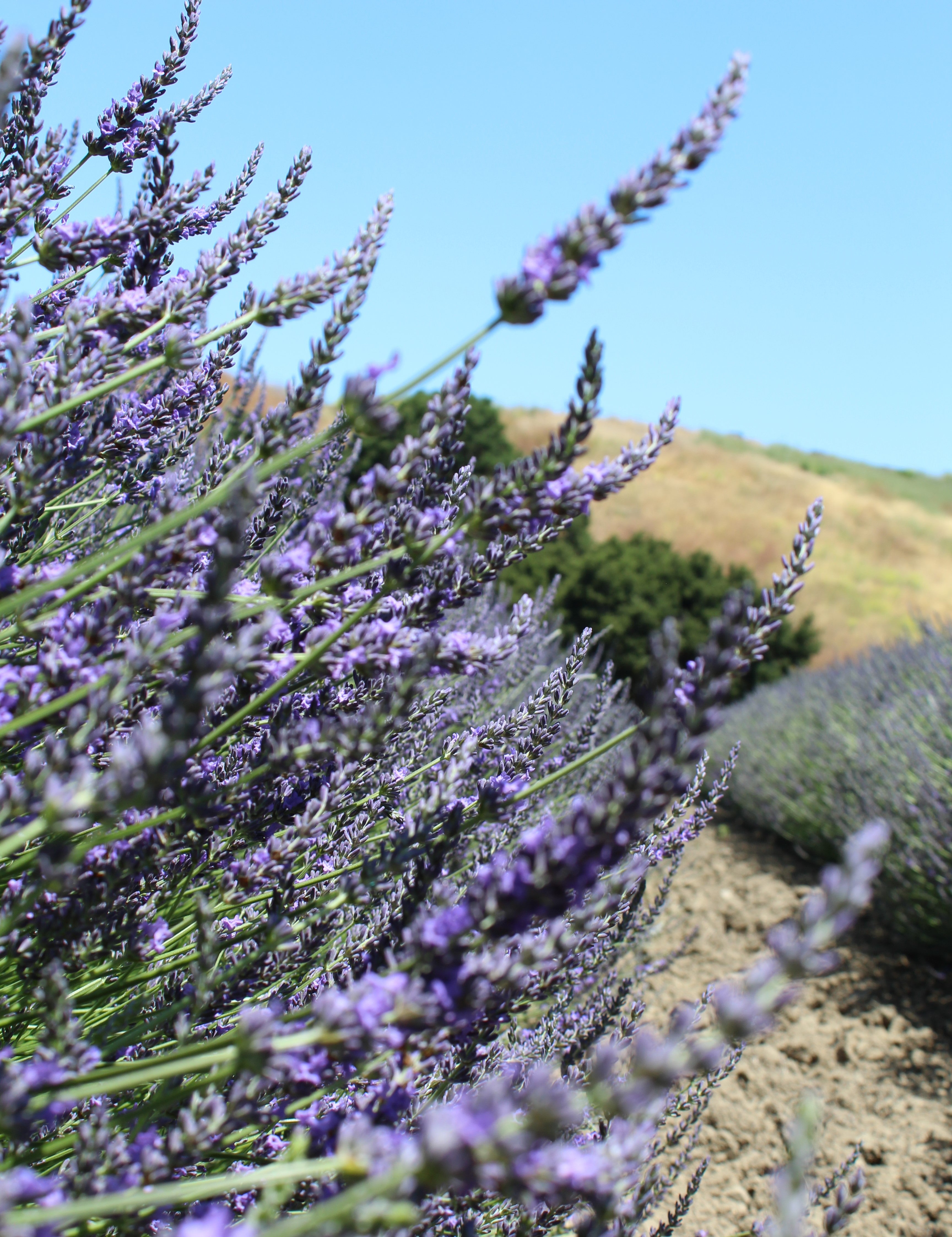 Products – Lavender Fields Forever LLC